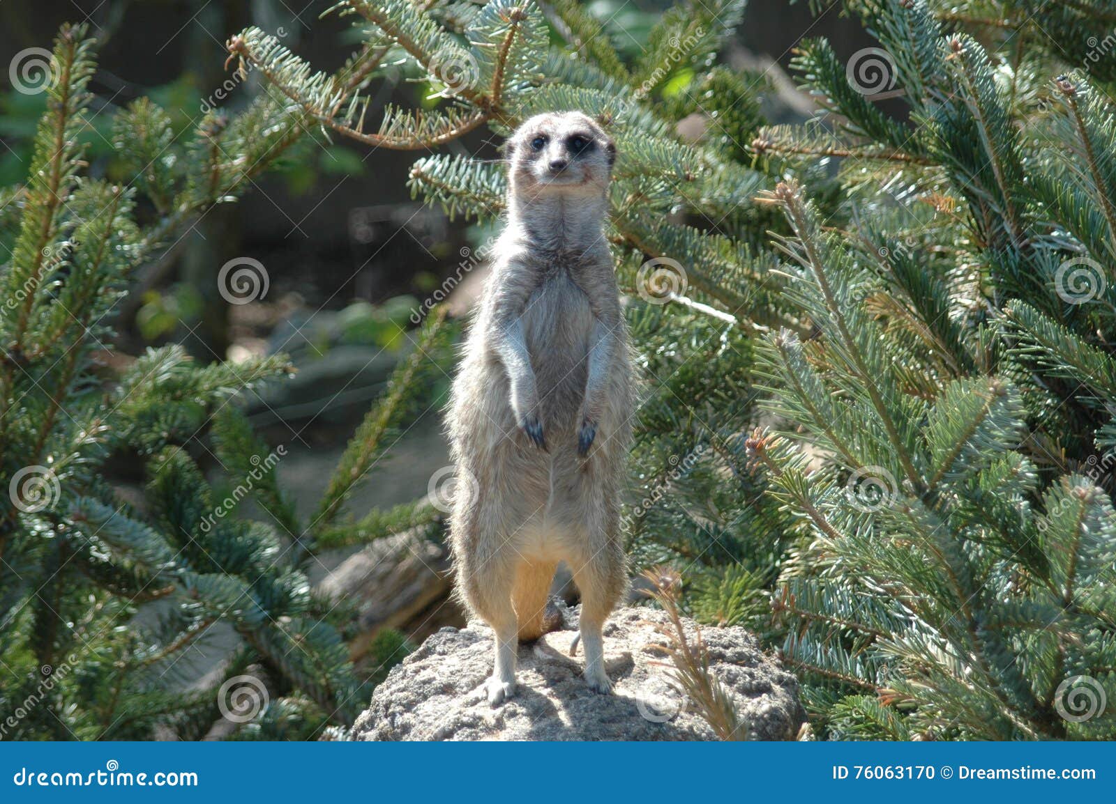 Meerkat stock photo. Image of watching, stood, meercat - 76063170