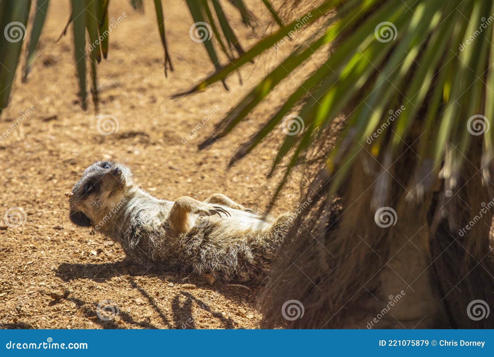 Meerkat Sunbathing Under a Tree Stock Image - Image of relaxed, meerkat ...