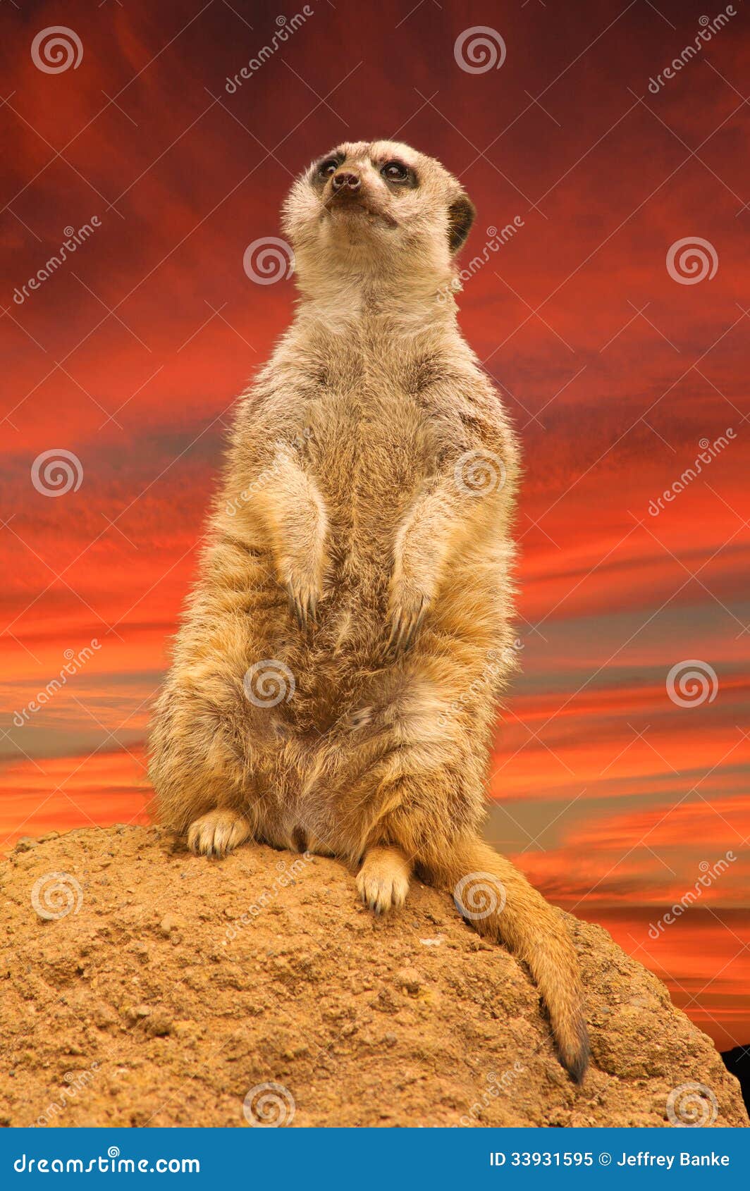 Meerkat sunset stock image. Image of africa, suricatta - 33931595