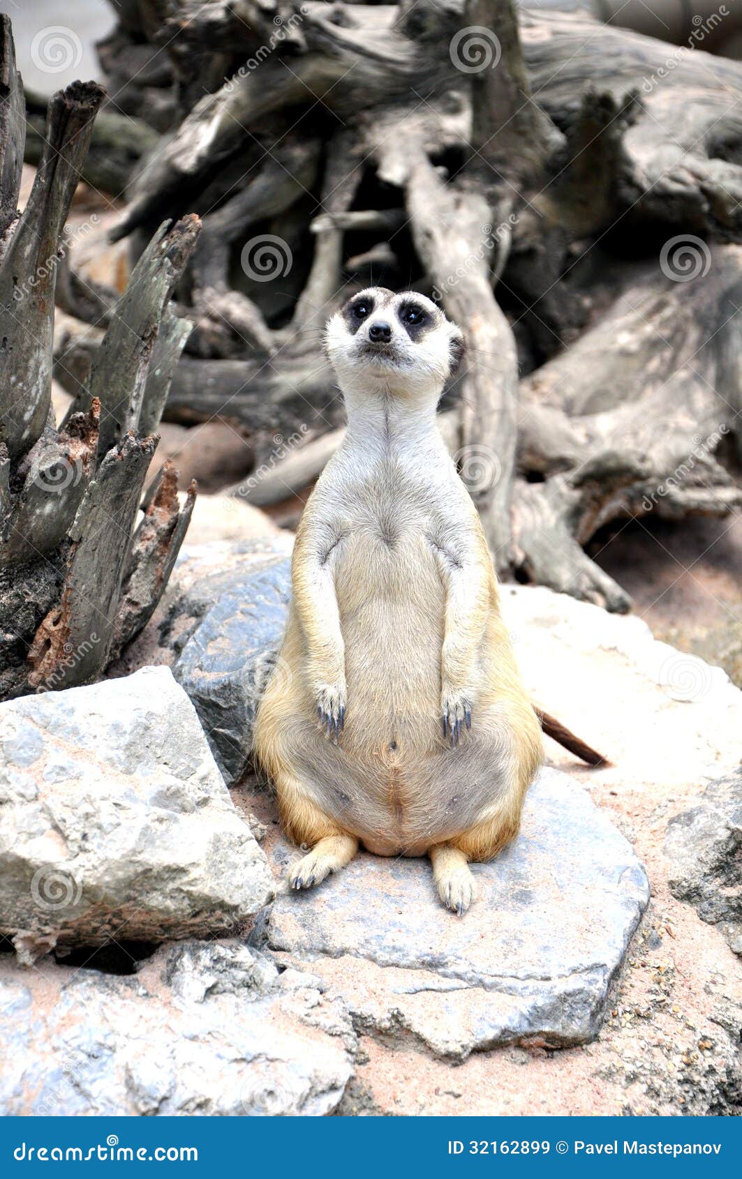 Meerkat (Suricat) stock image. Image of sitting, moscow - 32162899
