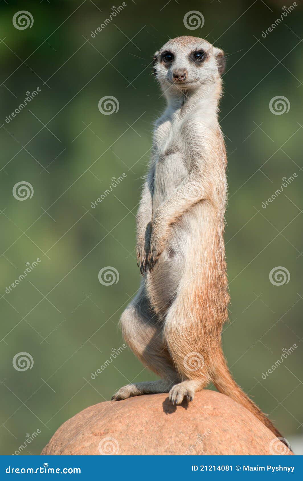 Meerkat - (Suricata Suricata) Stock Image - Image of mammal, africa ...