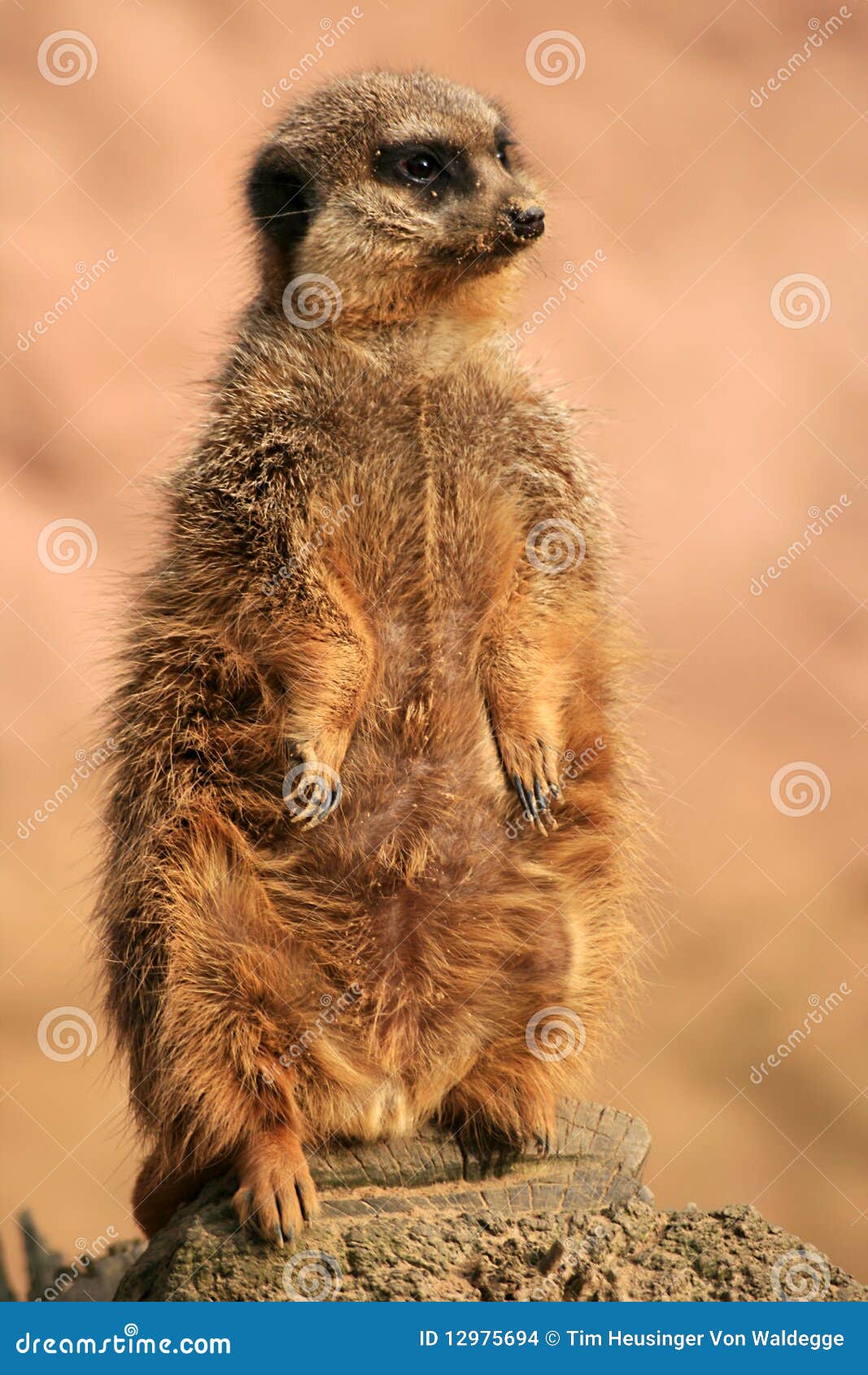 Meerkat (Suricata Suricatta) Stock Photo - Image of mammals, look: 12975694