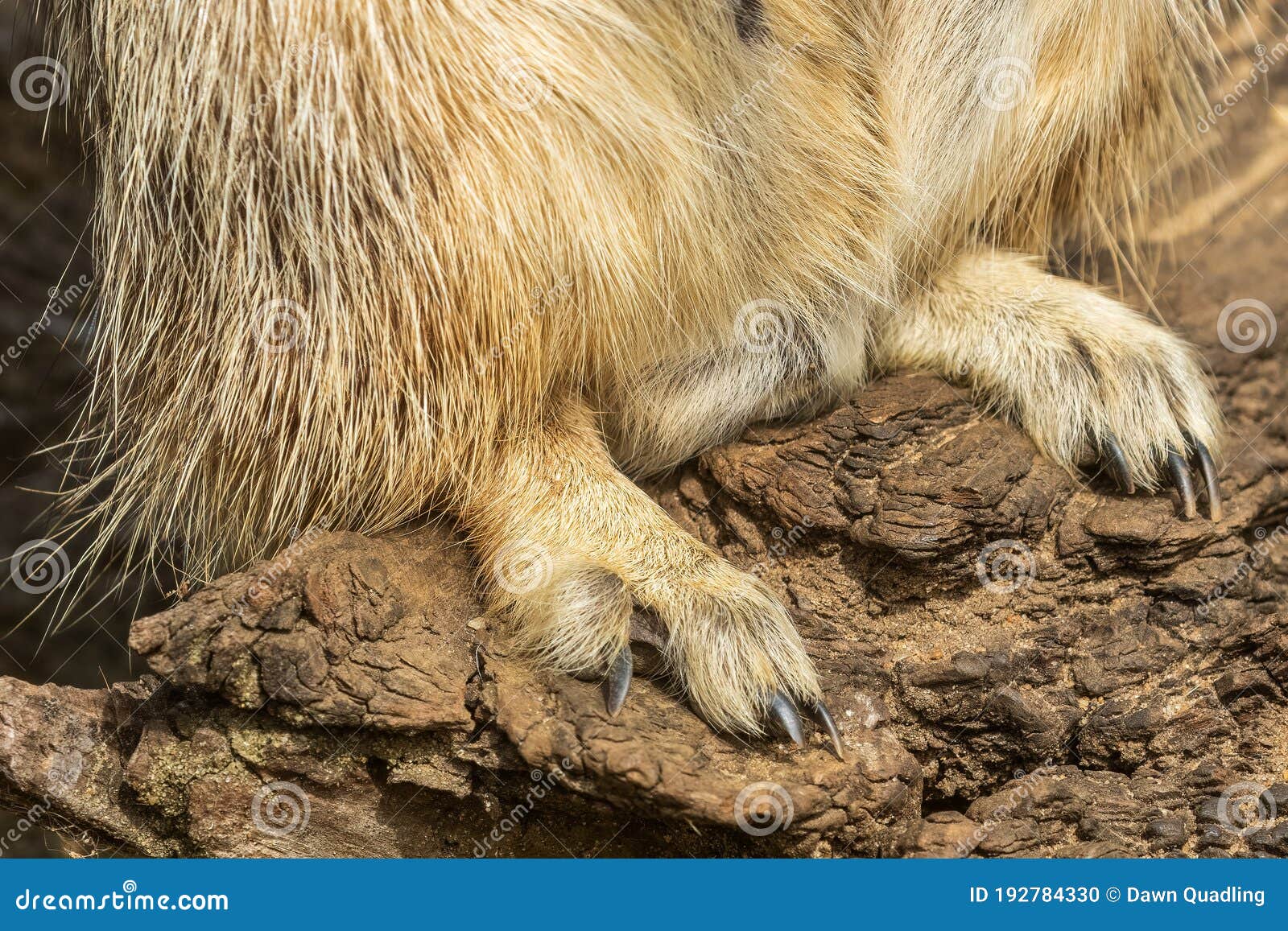 Close Up of Back Legs and Claws of Meerkat, Suricata Suricattaas ...