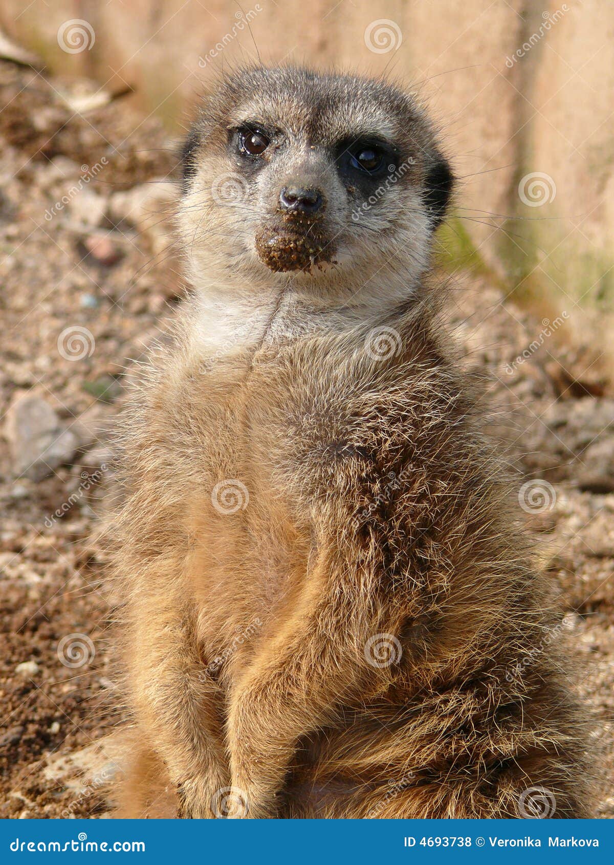 Meerkat (Suricata Suricatta), Also Known As The Suricate. Stock ...
