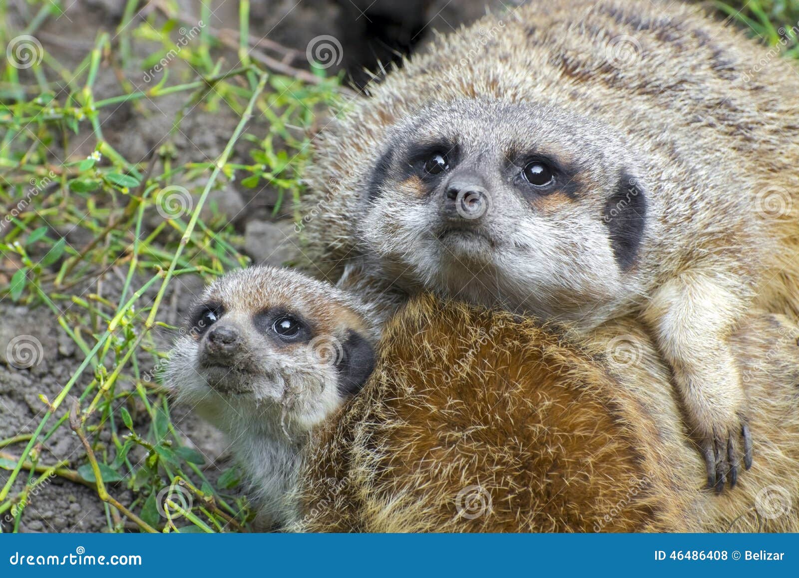 Meerkat (Suricata-suricatta) Baby Stock Foto - Image of groep, zoogdier ...