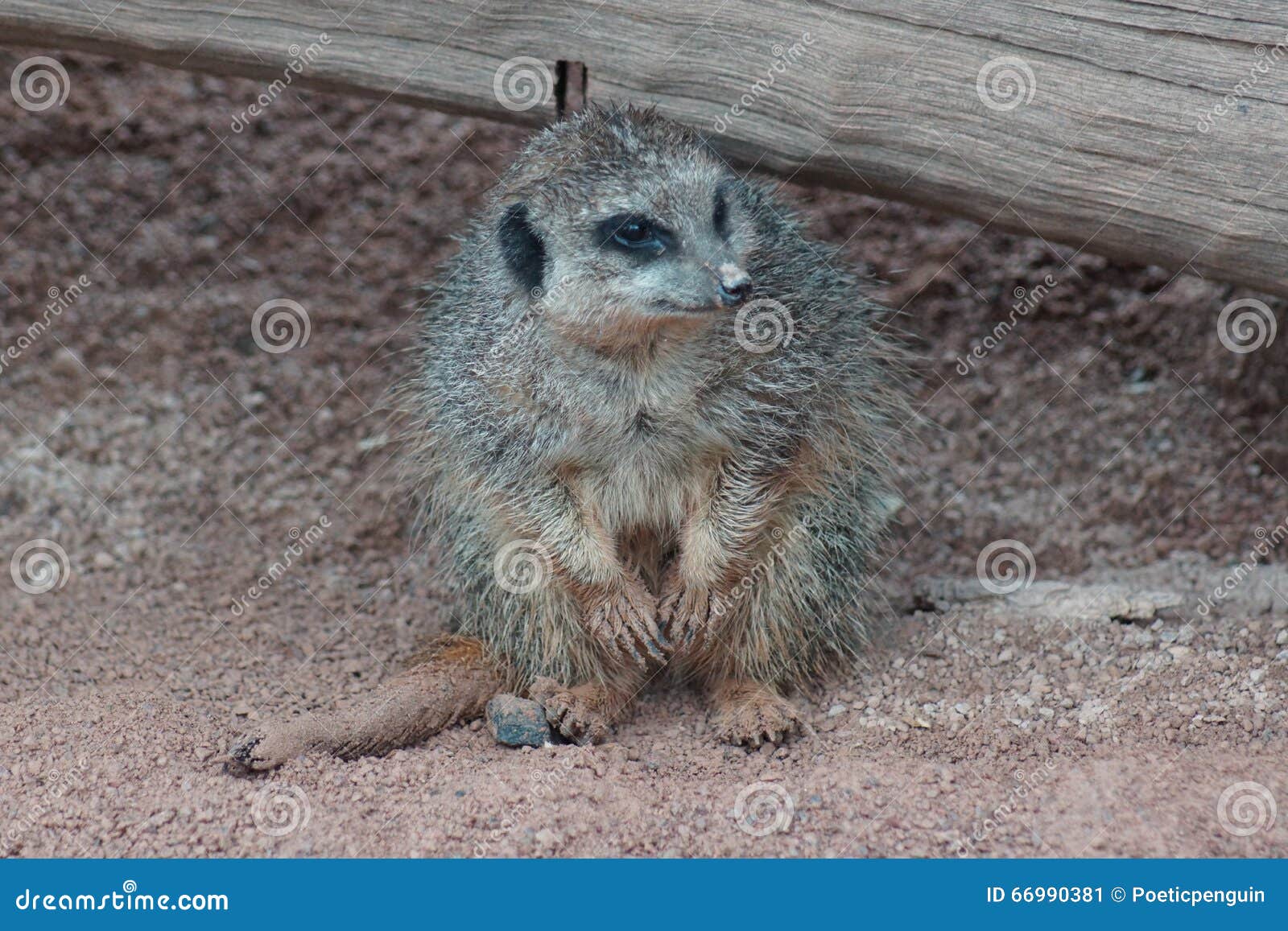Meerkat - Suricata Suricatta Stock Image - Image of suricatta, mammalia ...