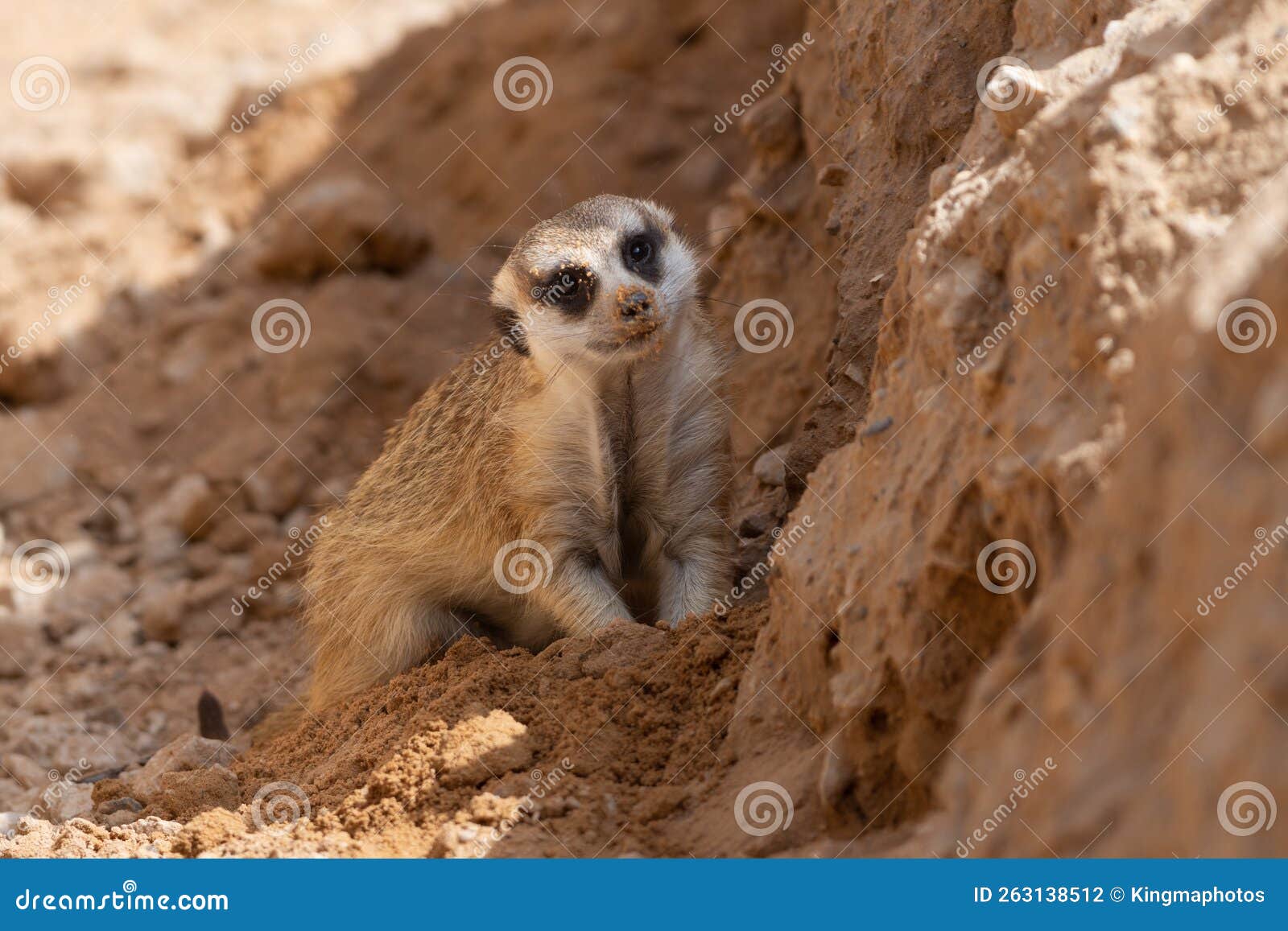 A Meerkat Suricata Suricatta Digging Rocks in the Desert Stock Photo ...