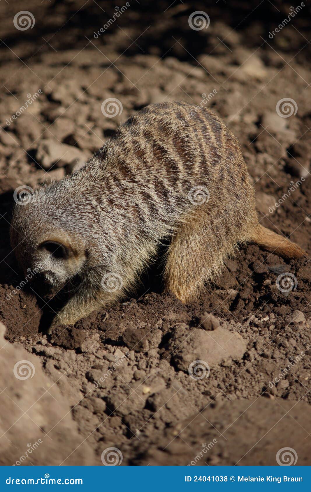 Meerkat (Suricata Suricatta) on Foraging Stock Photo - Image of small ...