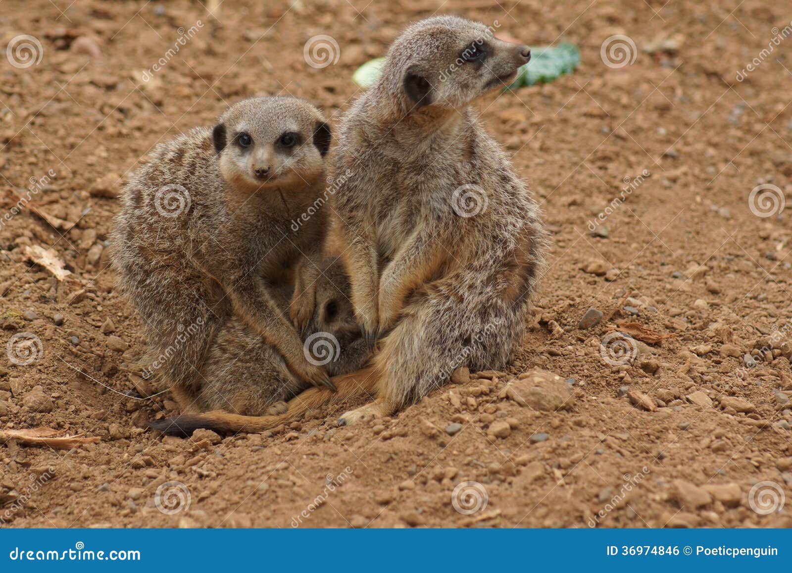 Meerkat - Suricata Suricatta Stock Photo - Image of mammalia ...
