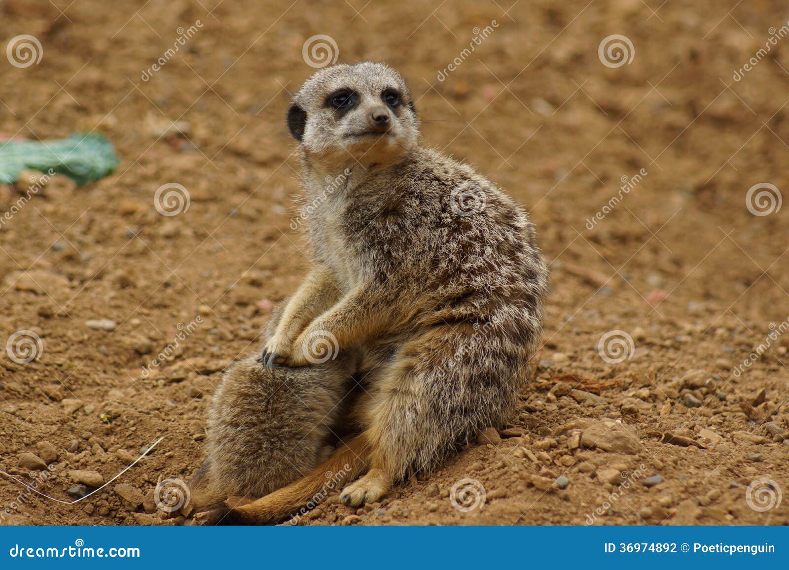 Meerkat - Suricata Suricatta Stock Photo - Image of sentry, suricata ...