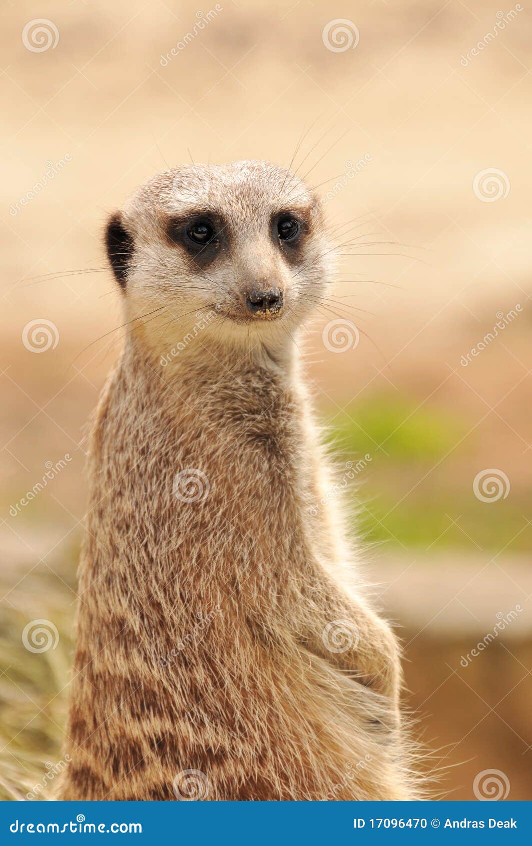Meerkat (suricate) stock photo. Image of single, hairy - 17096470