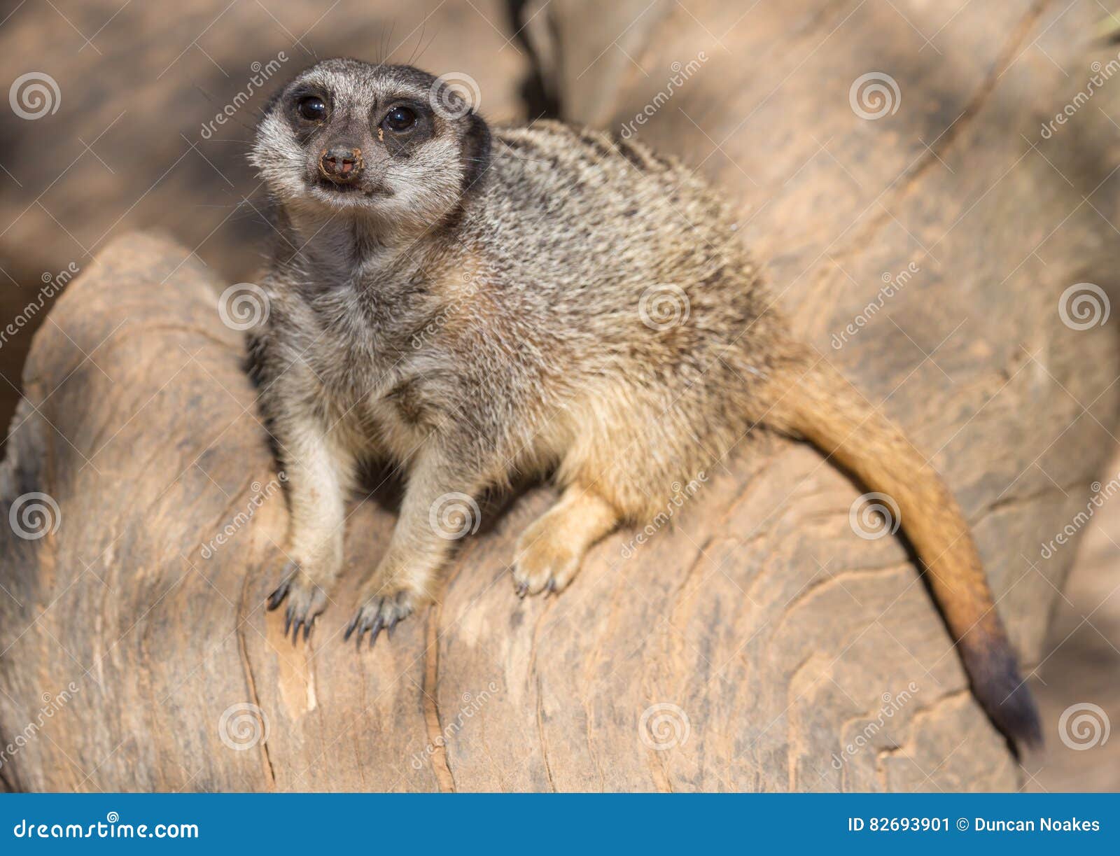 Meerkat or Suricate Animal stock image. Image of safari - 82693901