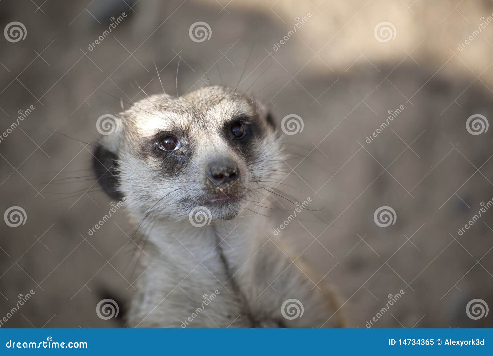 Meerkat Or Suricate In The Zoo Royalty-Free Stock Photo | CartoonDealer ...