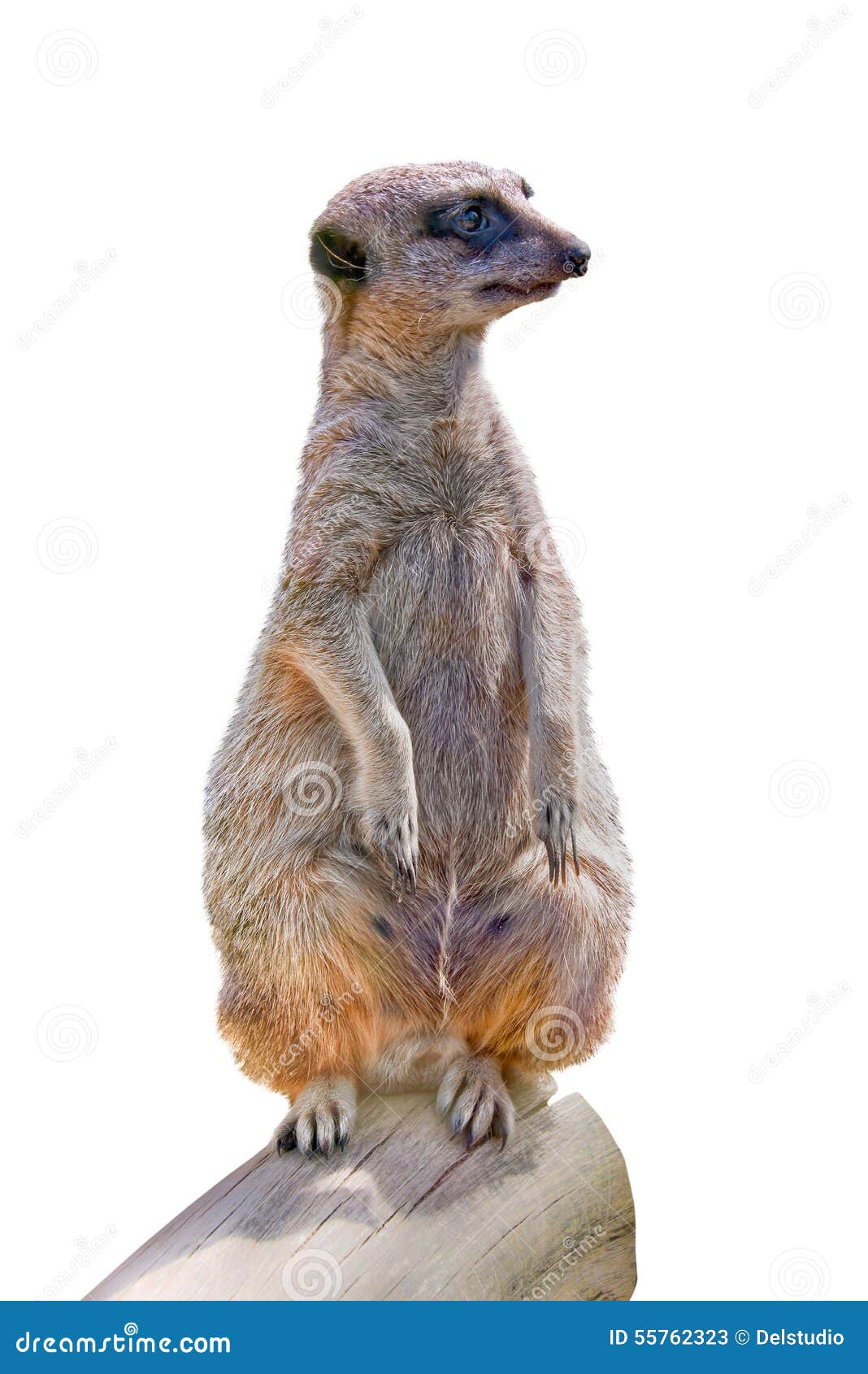 Meerkat (suricate ) Close-up Stock Image - Image of ecology, nature ...