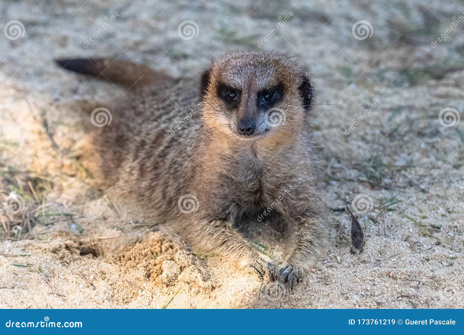 Meerkat, suricate stock image. Image of hair, meerkat - 173761219