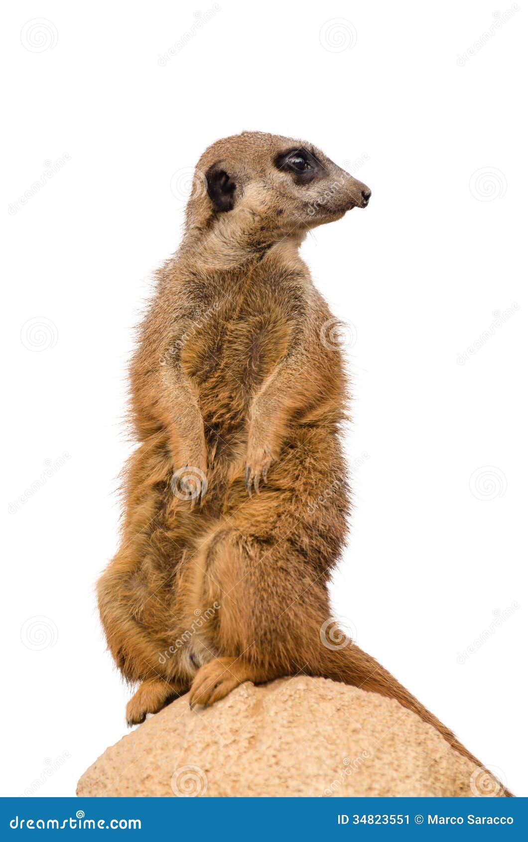Meerkat (suricate) stock image. Image of environment - 34823551