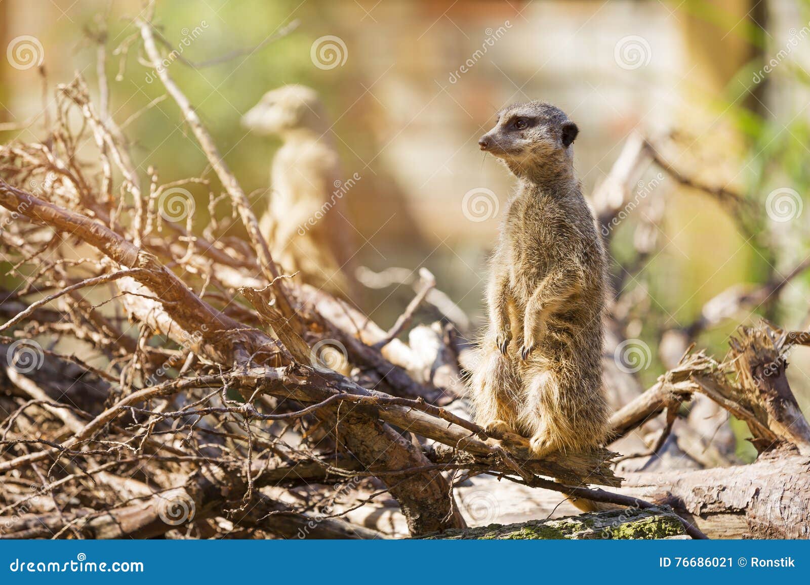 Meerkat suricate stock image. Image of branch, look, lookout - 76686021