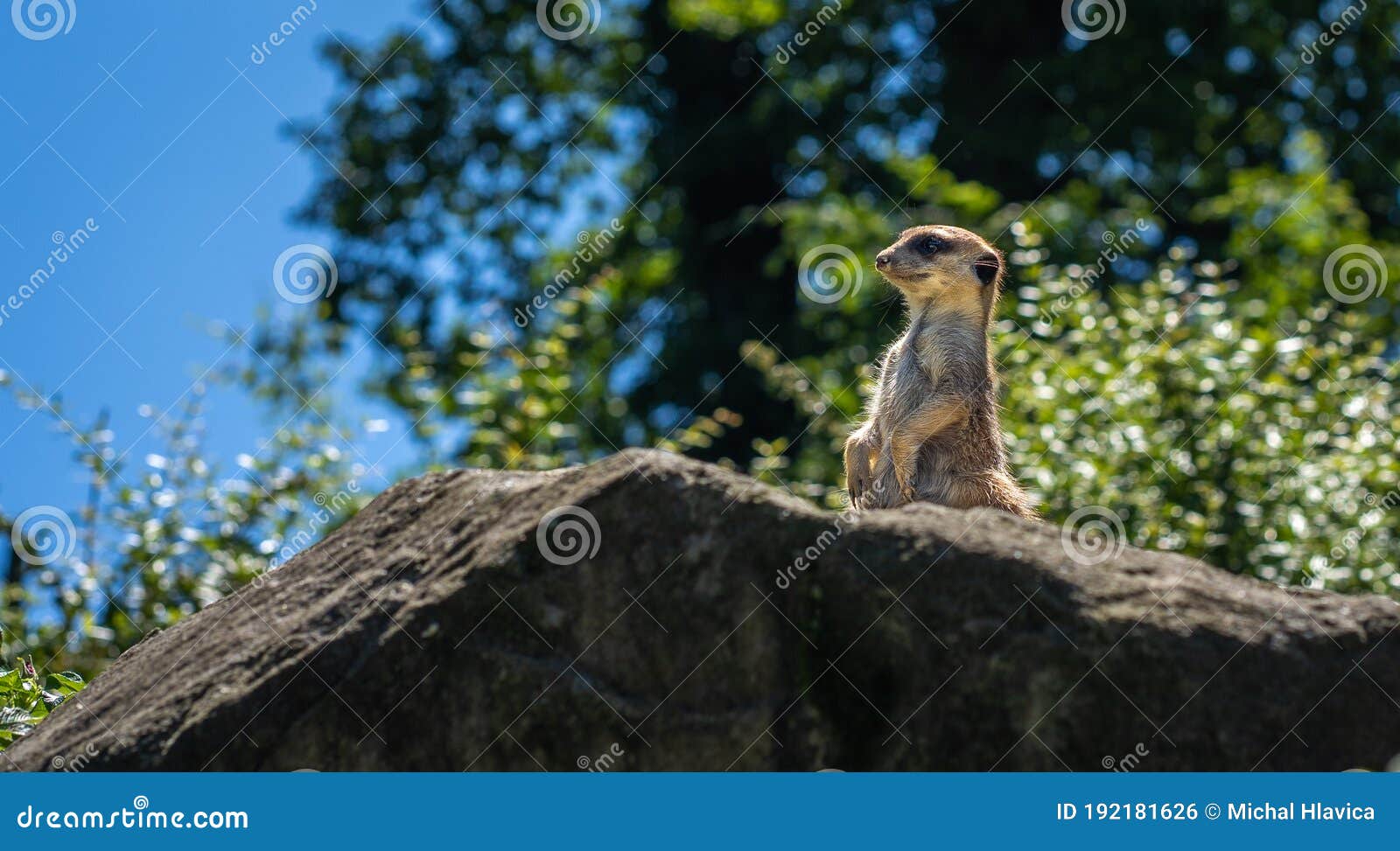 The Meerkat or Suricate is Staying and Looking Around Checking the ...
