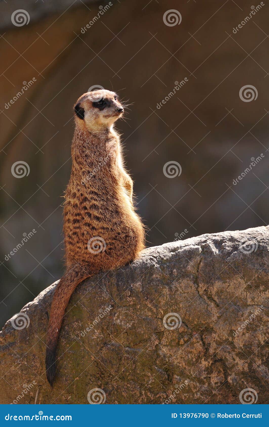 Meerkat or Suricate (Suricata Suricatta) Stock Photo - Image of hair ...