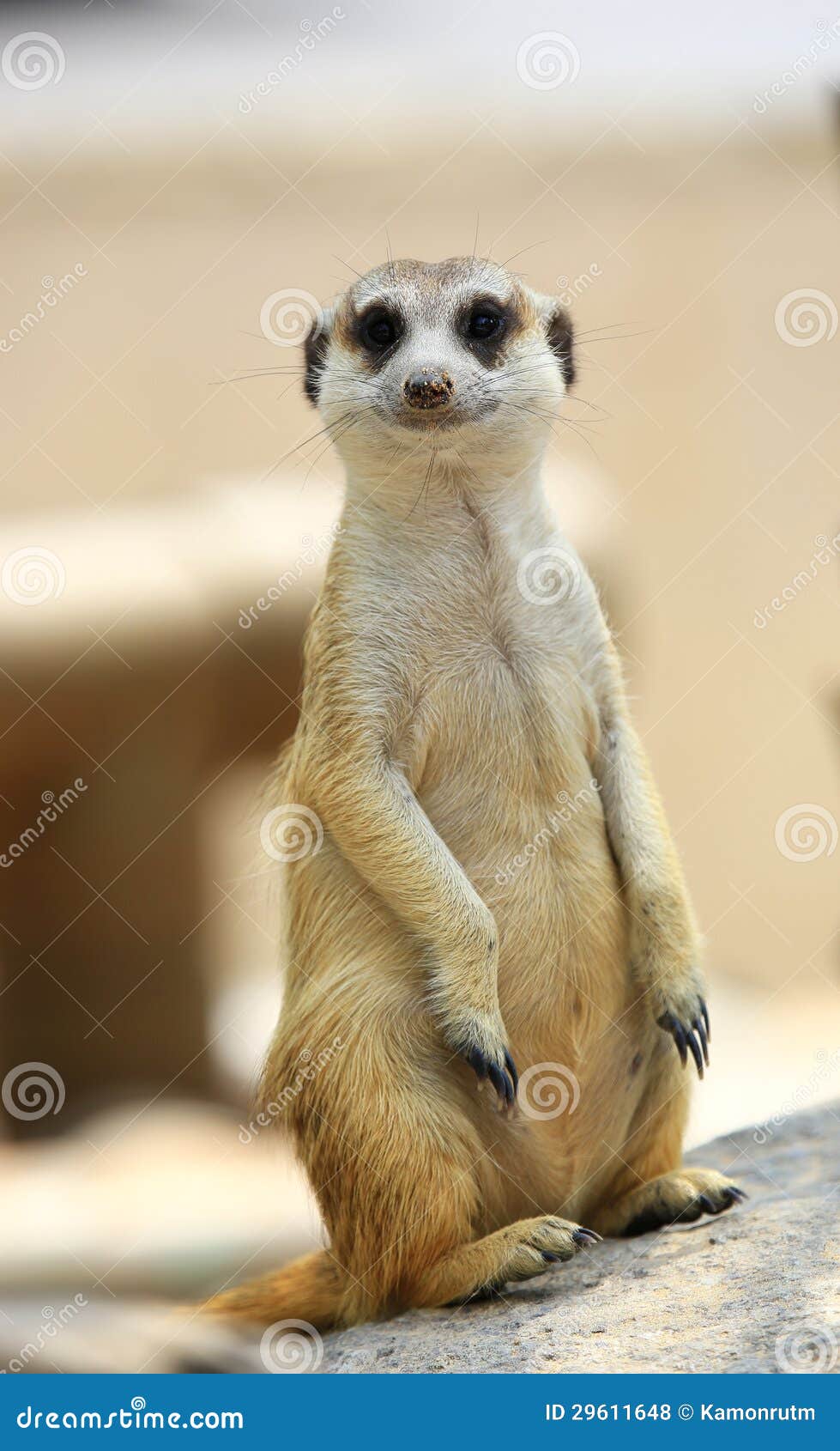 Meerkat or Suricate, Suricata Suricatta Stock Photo - Image of lemur ...