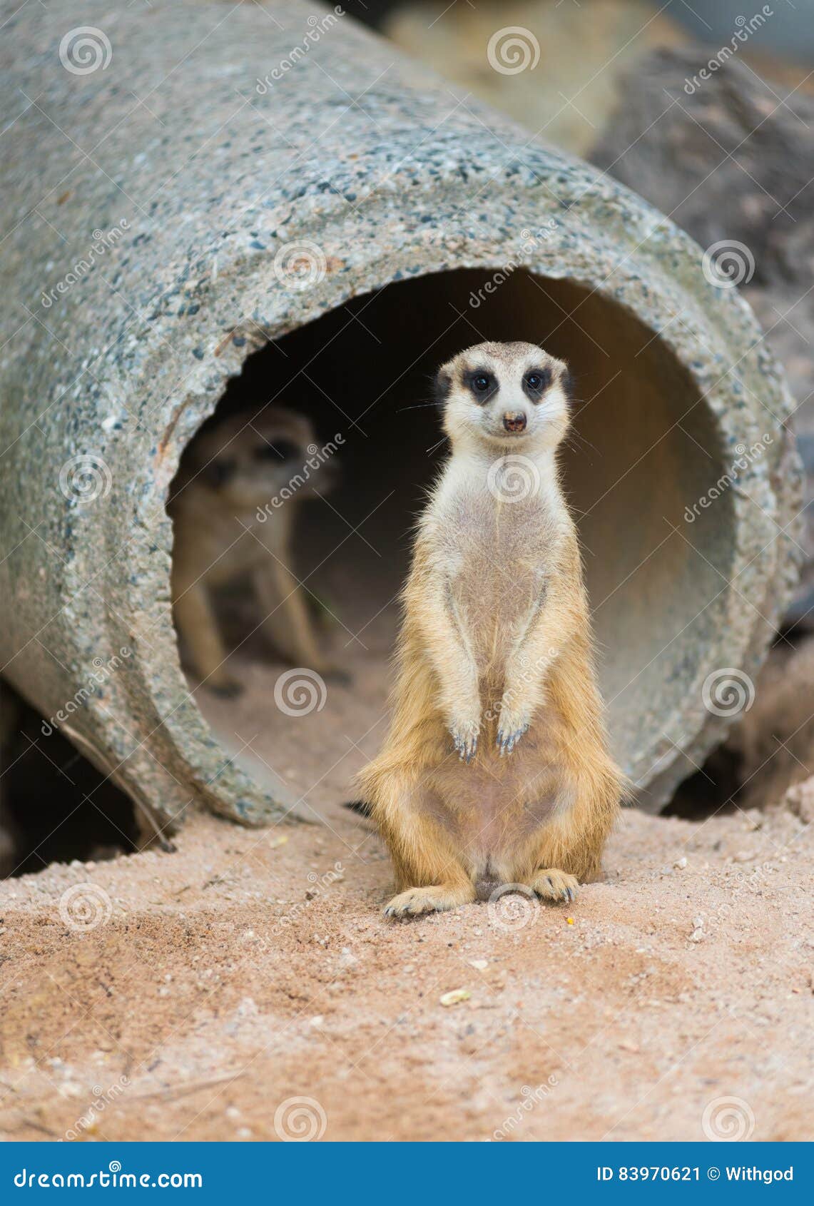 SURICATE Suricata Suricatta Royalty-Free Stock Photography ...