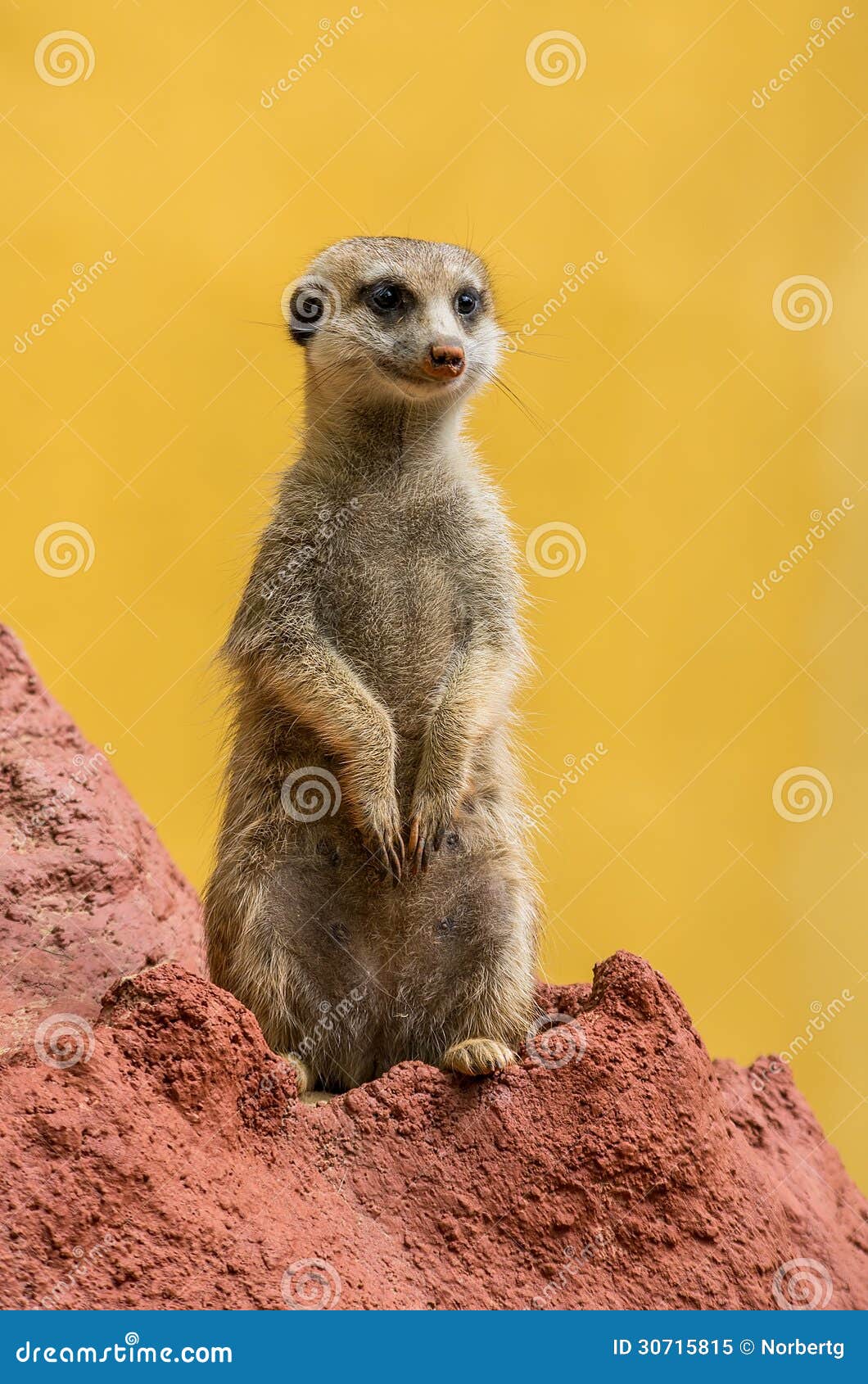 Meerkat, Suricate, Suricata Suricatta, Standing Sentry; In Captivity ...