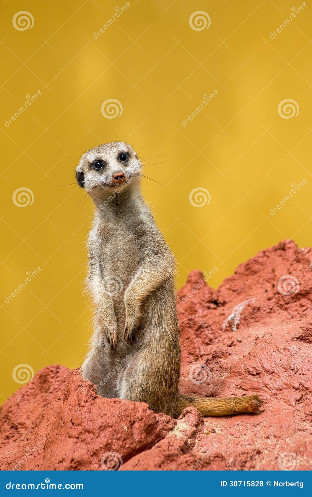 Meerkat / suricate stock photo. Image of mammals, suricates - 30715828