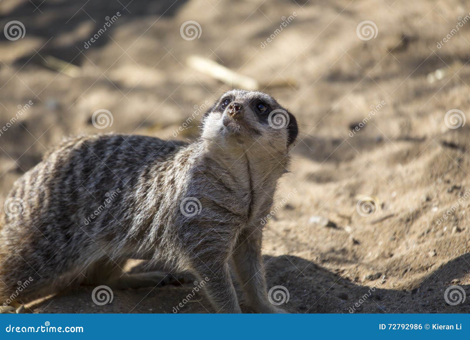 Meerkat (suricatta Del Suricata) Foto de archivo - Imagen de belleza ...