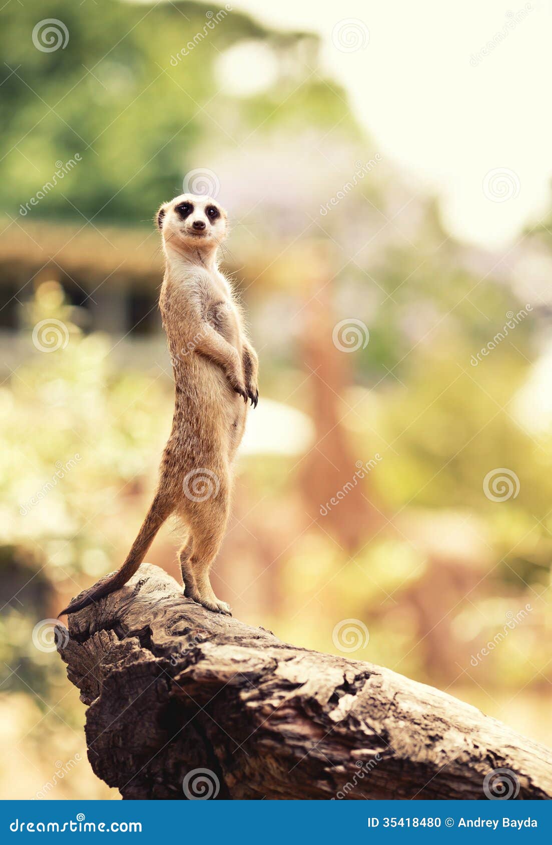 Meerkat (Surikate) photo stock. Image of écologie, carnassier - 35418480