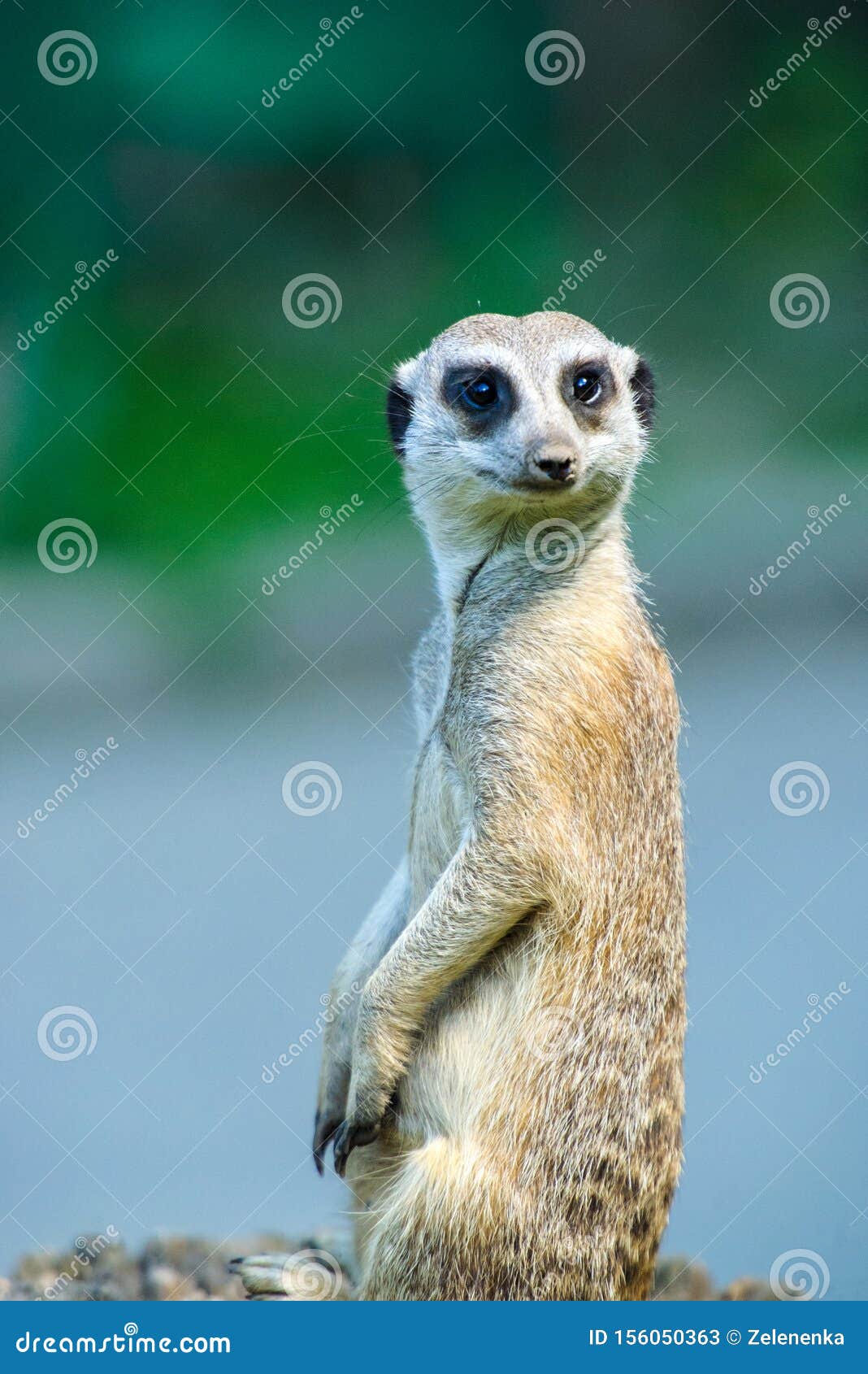 Meerkat (Surikate stock image. Image of lookout, cute - 156050363