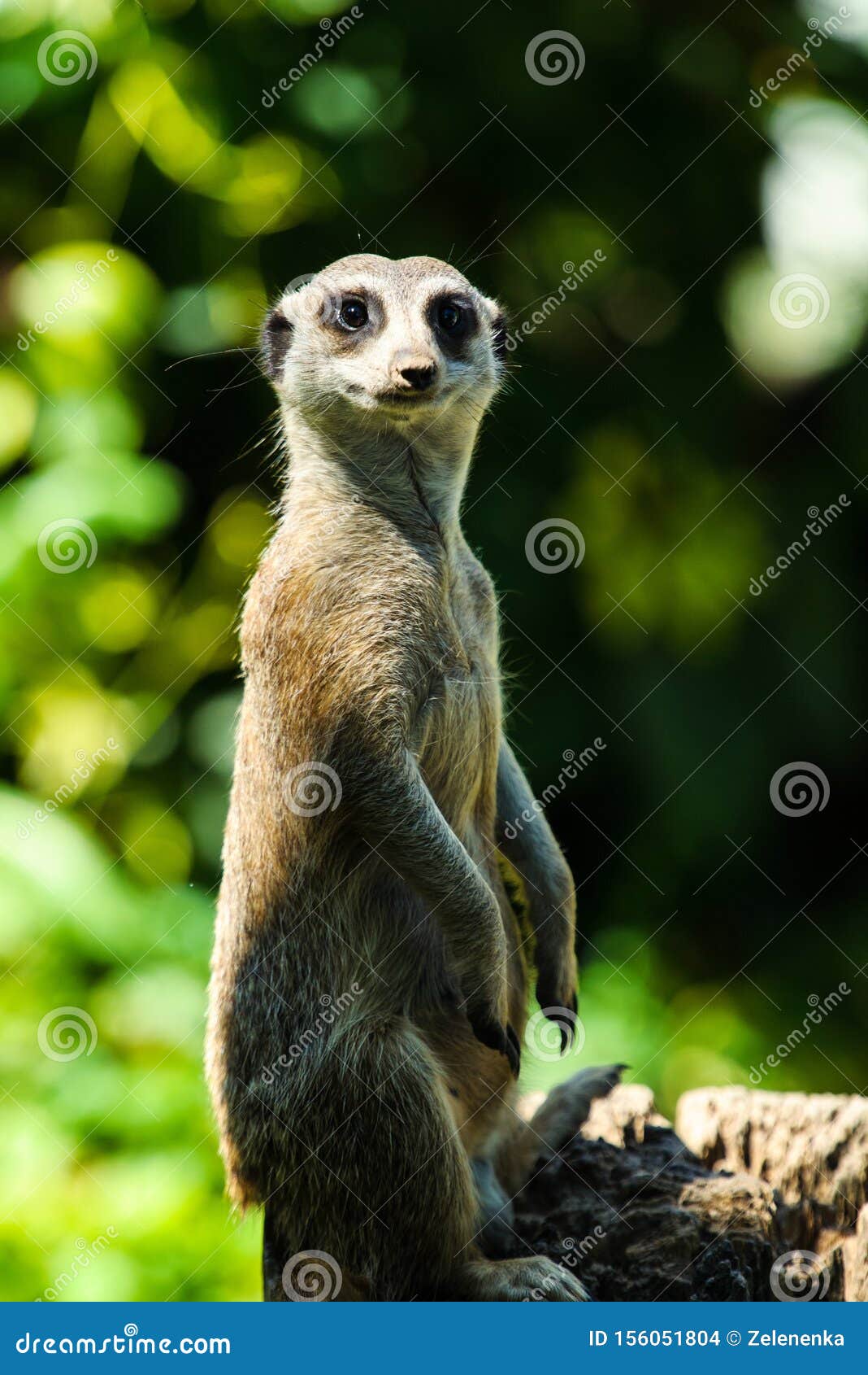 Meerkat (Surikate stock photo. Image of eyes, nature - 156051804