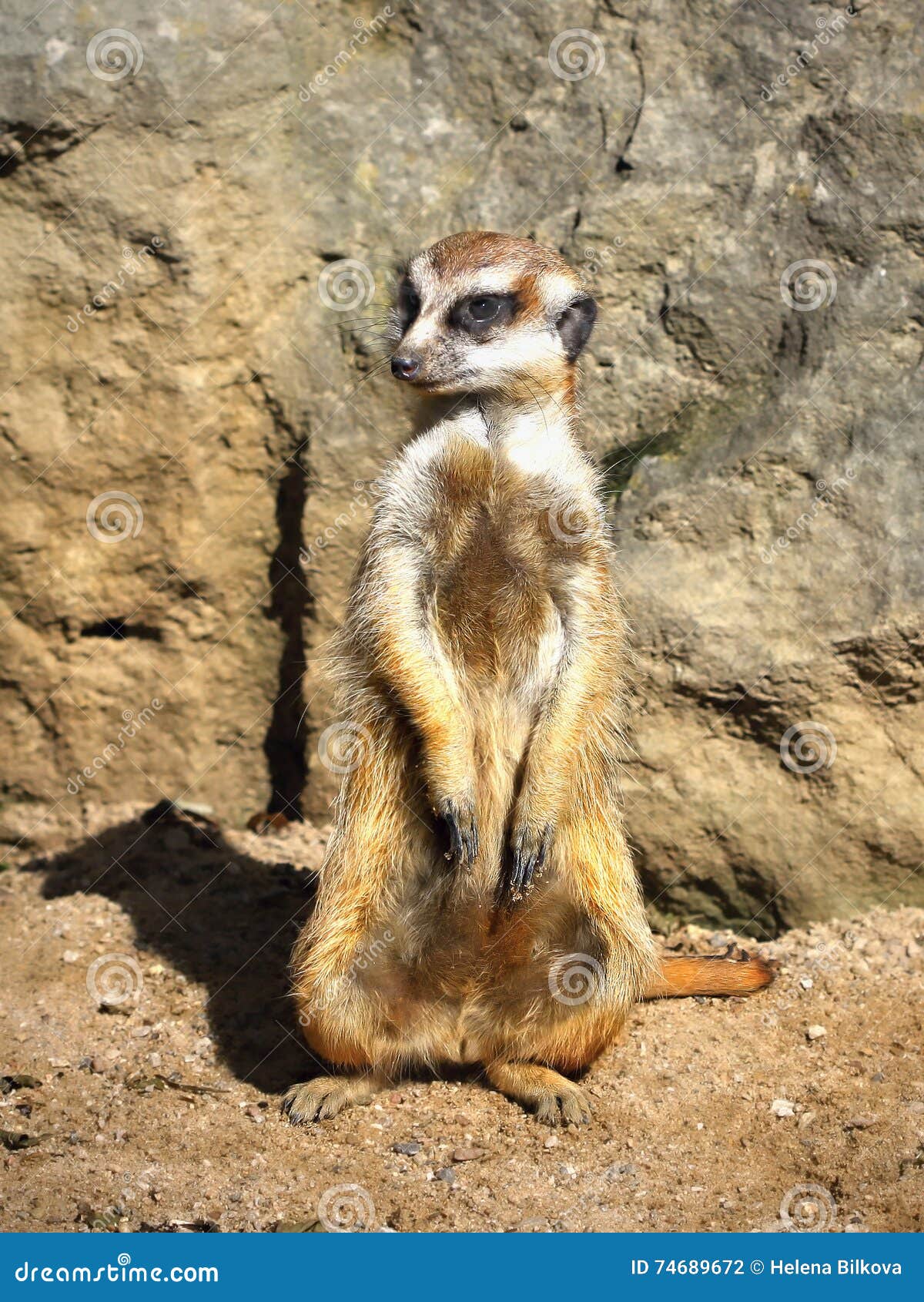 Meerkat - Surikate stock photo. Image of portrait, suricate - 74689672