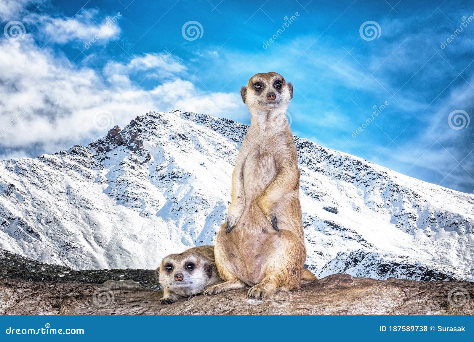 Meerkat Surikate in Snow Mountain Stock Photo - Image of mouth, nature ...