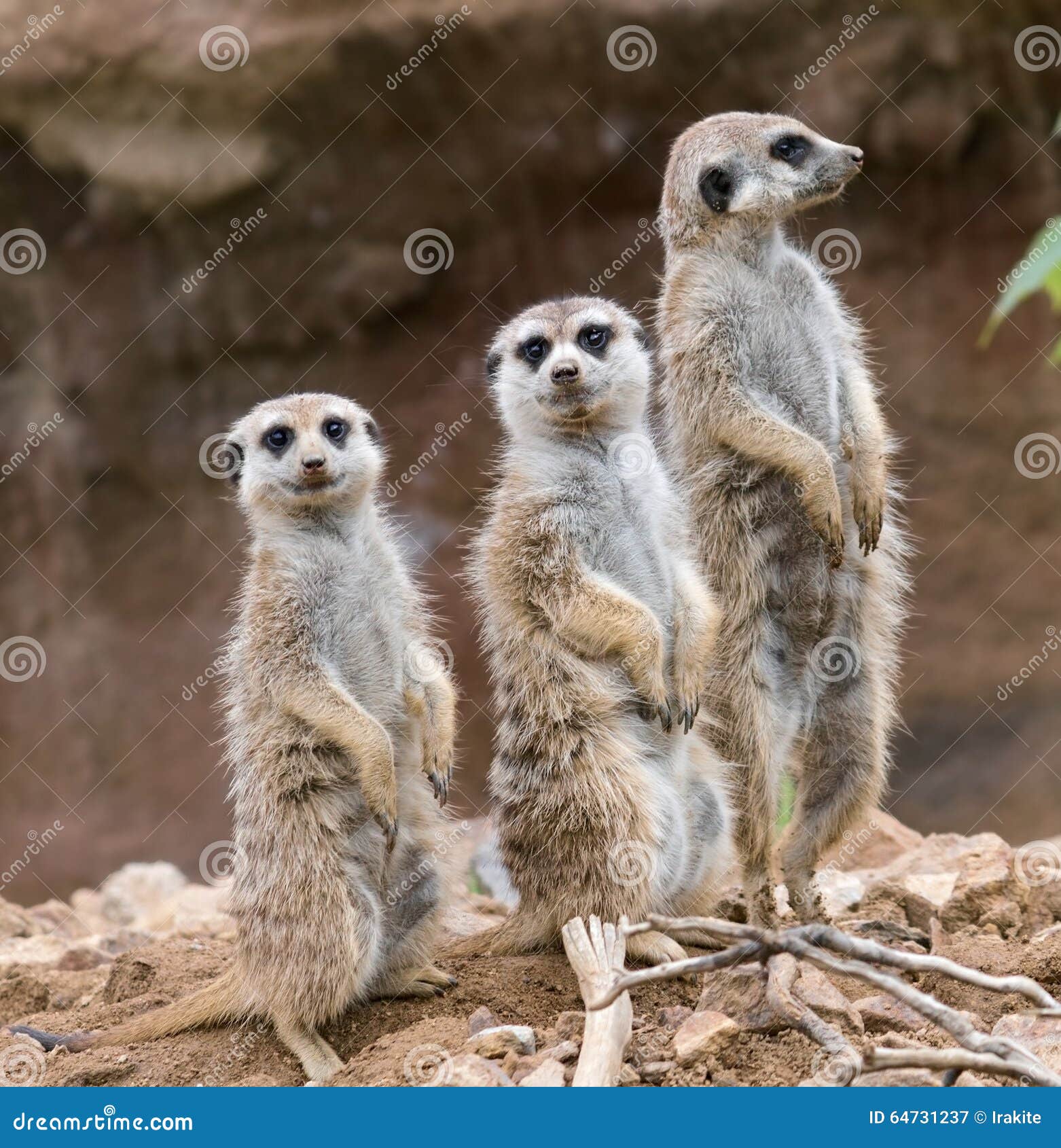 Meerkat stock image. Image of watching, outdoors, wilderness - 64731237