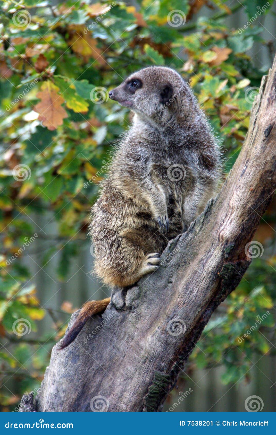 Meerkat in Tree. stock image. Image of kalahari, animal - 7538201