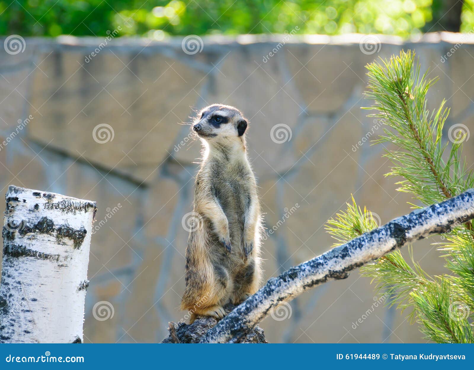 Meerkat on the tree branch stock image. Image of security - 61944489