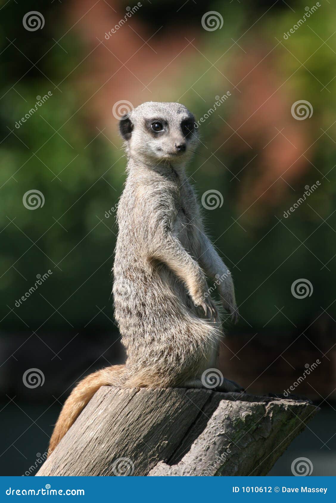 Meerkat On Tree Royalty-Free Stock Photography | CartoonDealer.com ...