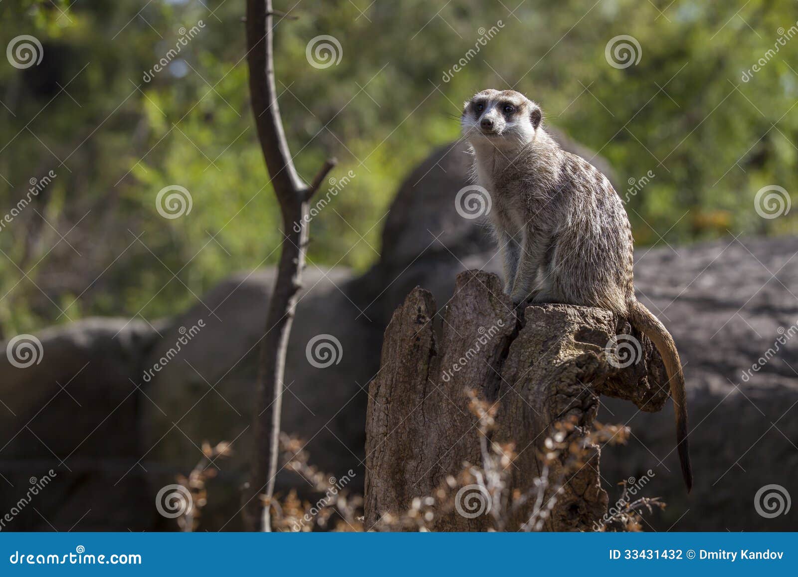 Meerkat In Tree. Royalty-Free Stock Photography | CartoonDealer.com ...