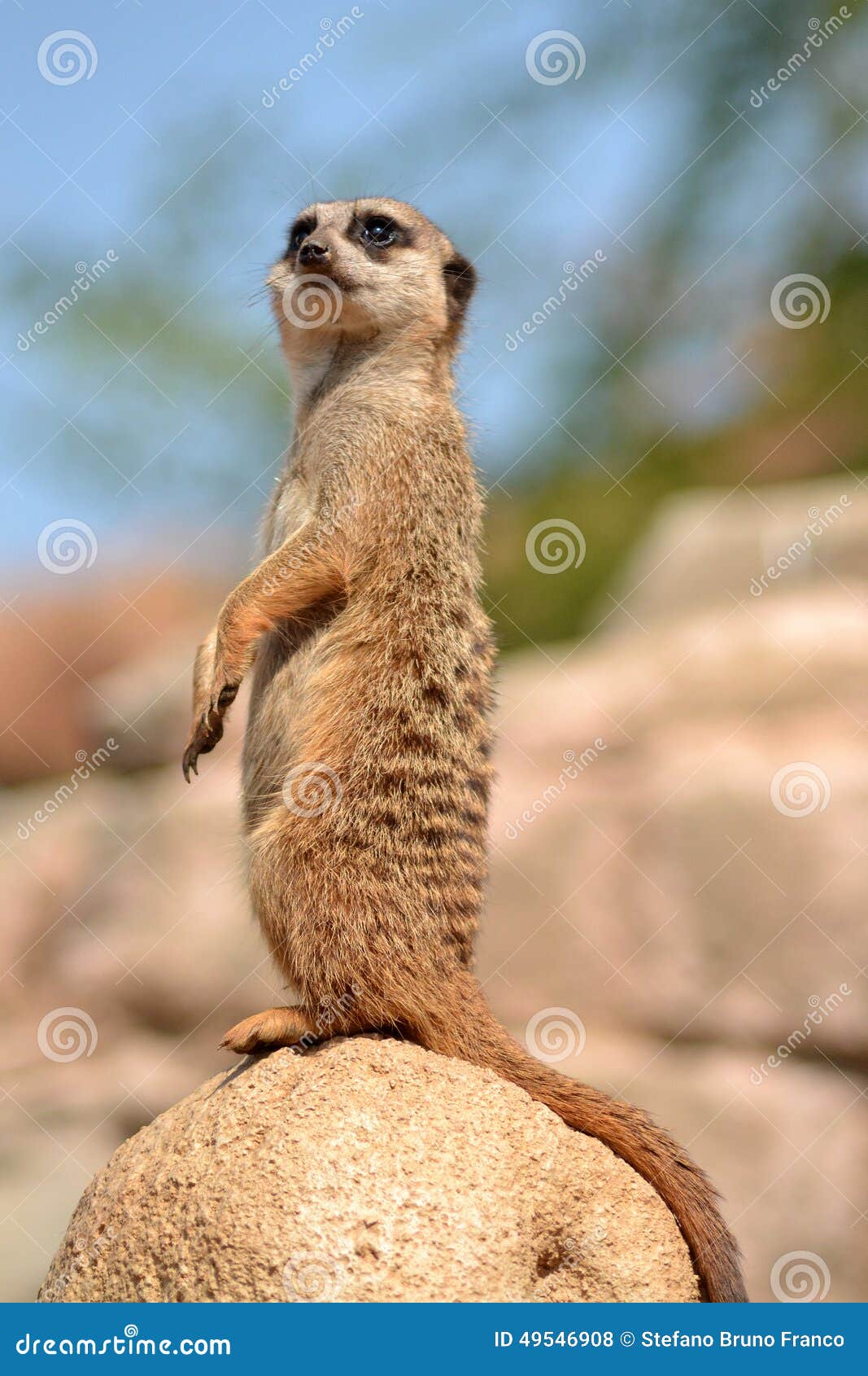 Meerkat stock photo. Image of hunting, territory, lookout - 49546908