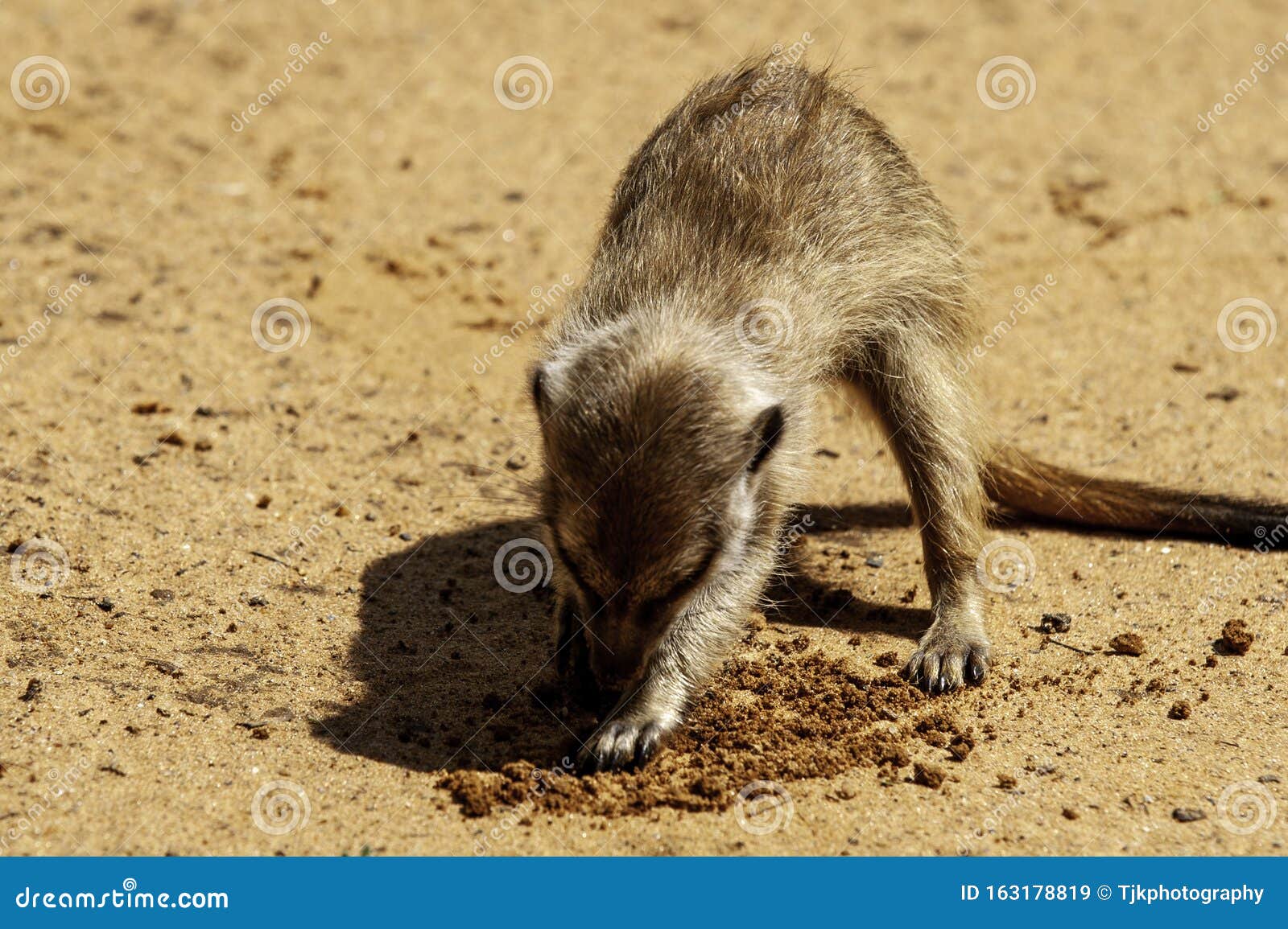Meerkat, Up Close, Digging in Sand Stock Image - Image of claws ...