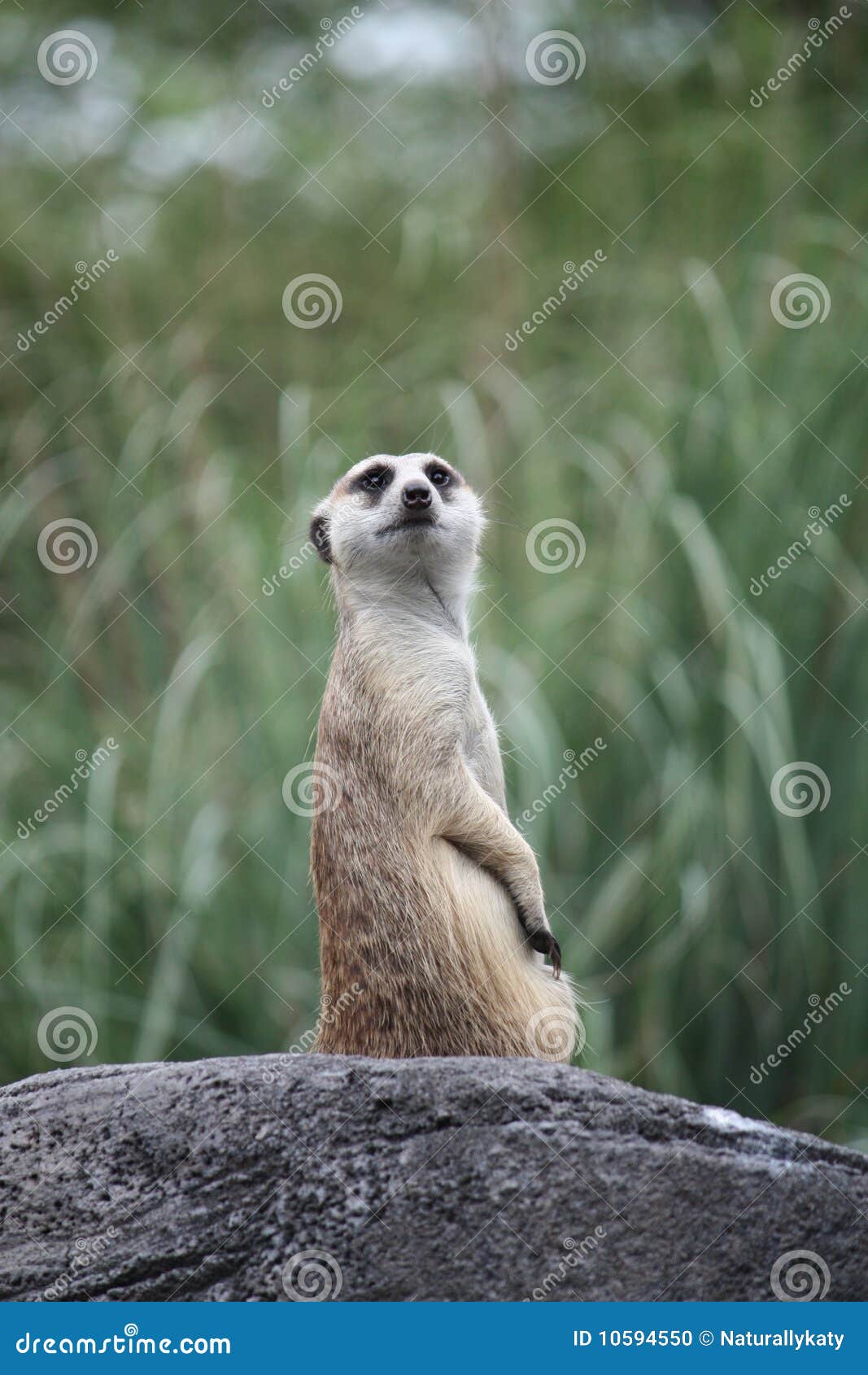 Meerkat on Watch stock photo. Image of wildlife, rock - 10594550