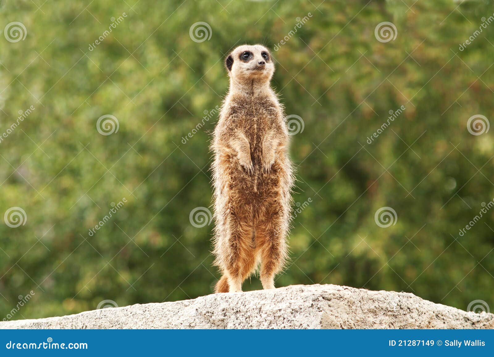 Meerkat on watch stock image. Image of erect, meerkat - 21287149