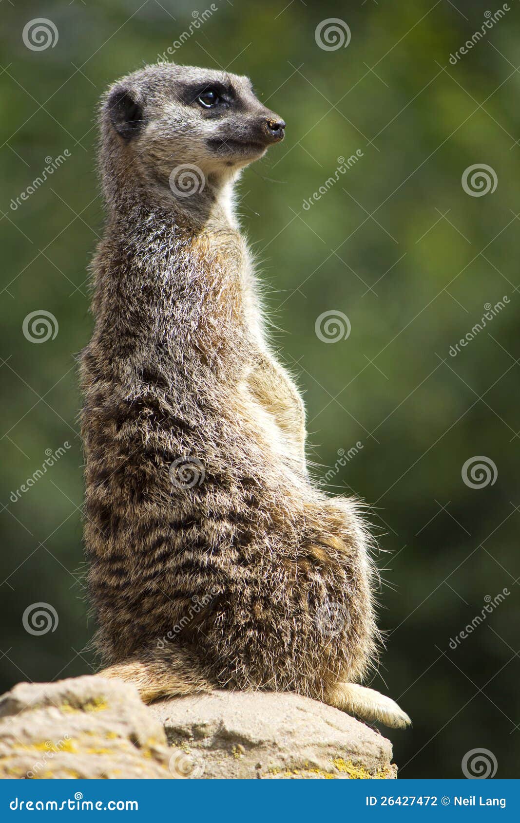 Meerkat on watch stock photo. Image of creature, animal - 26427472
