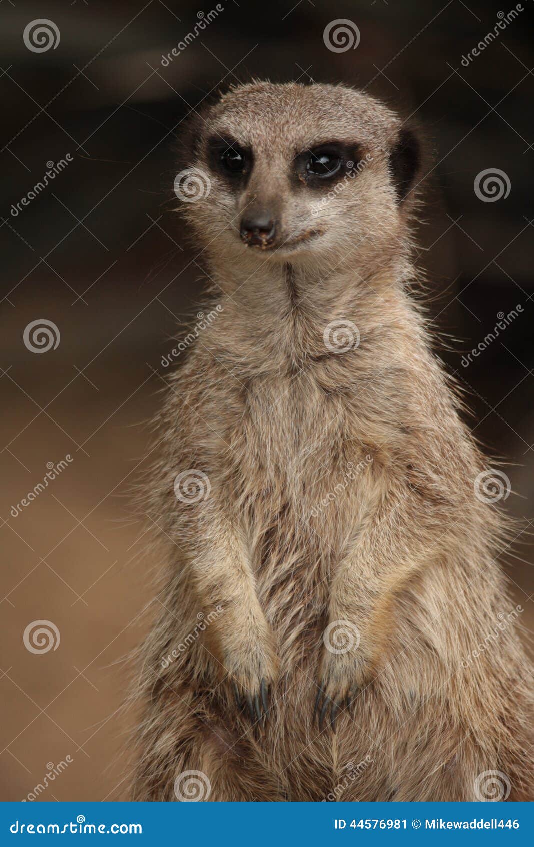 Meerkat stock image. Image of meerkat, watch, animal - 44576981
