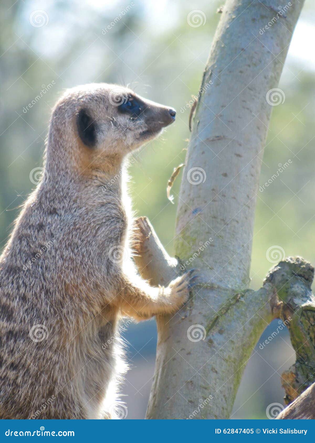 Meerkat stock image. Image of meerkat, watch, summer - 62847405