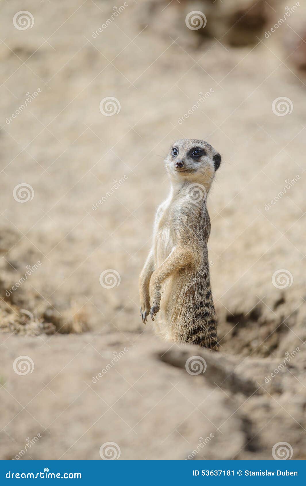 Meerkat on watch stock image. Image of cute, portrait - 53637181