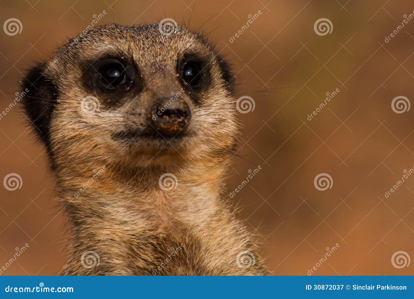 Meerkat watch stock image. Image of somerset, avon, mammal - 30872037