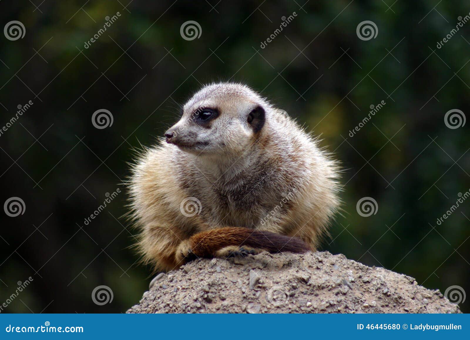 Meerkat on watch stock photo. Image of looking, duty - 46445680