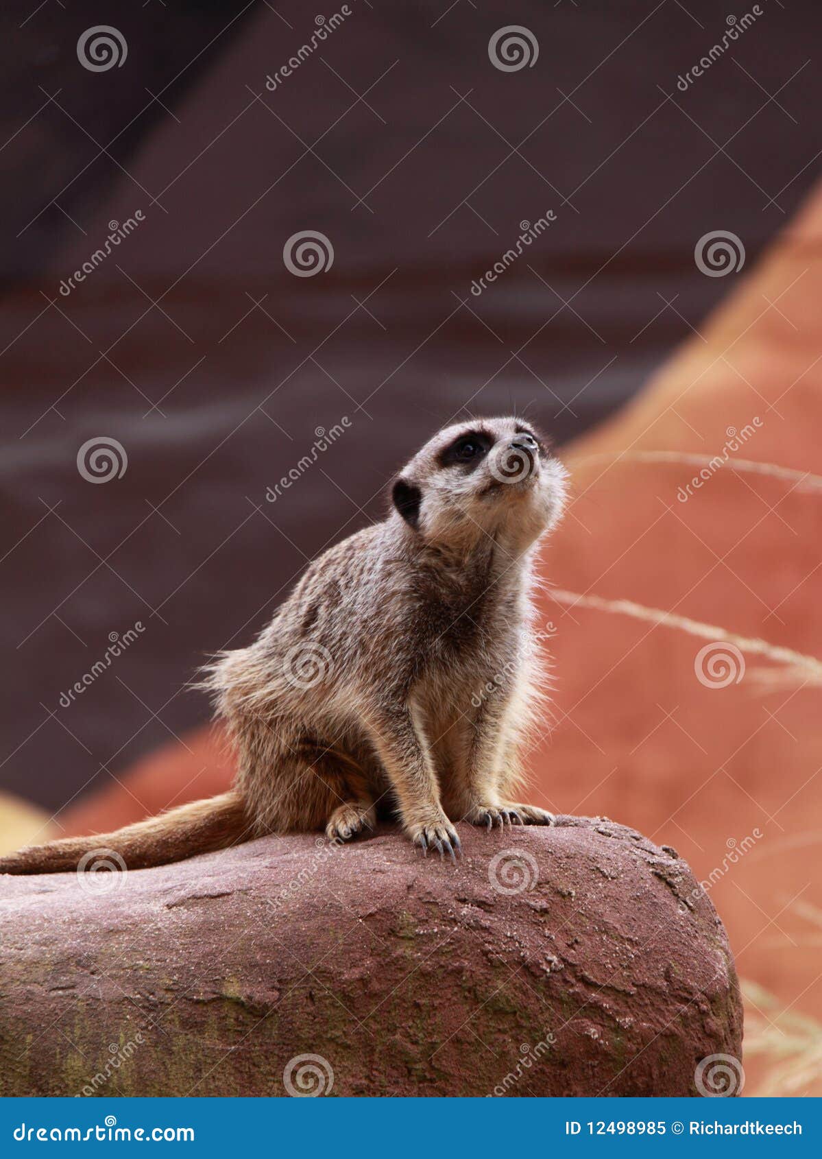 Meerkat Watching 2 stock image. Image of small, nature - 12498985