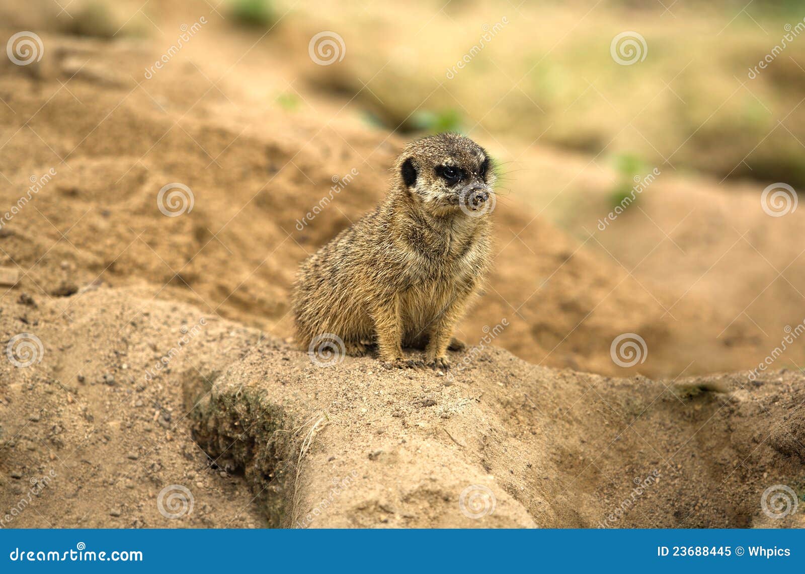 Meerkat watching stock image. Image of burrow, animal - 23688445